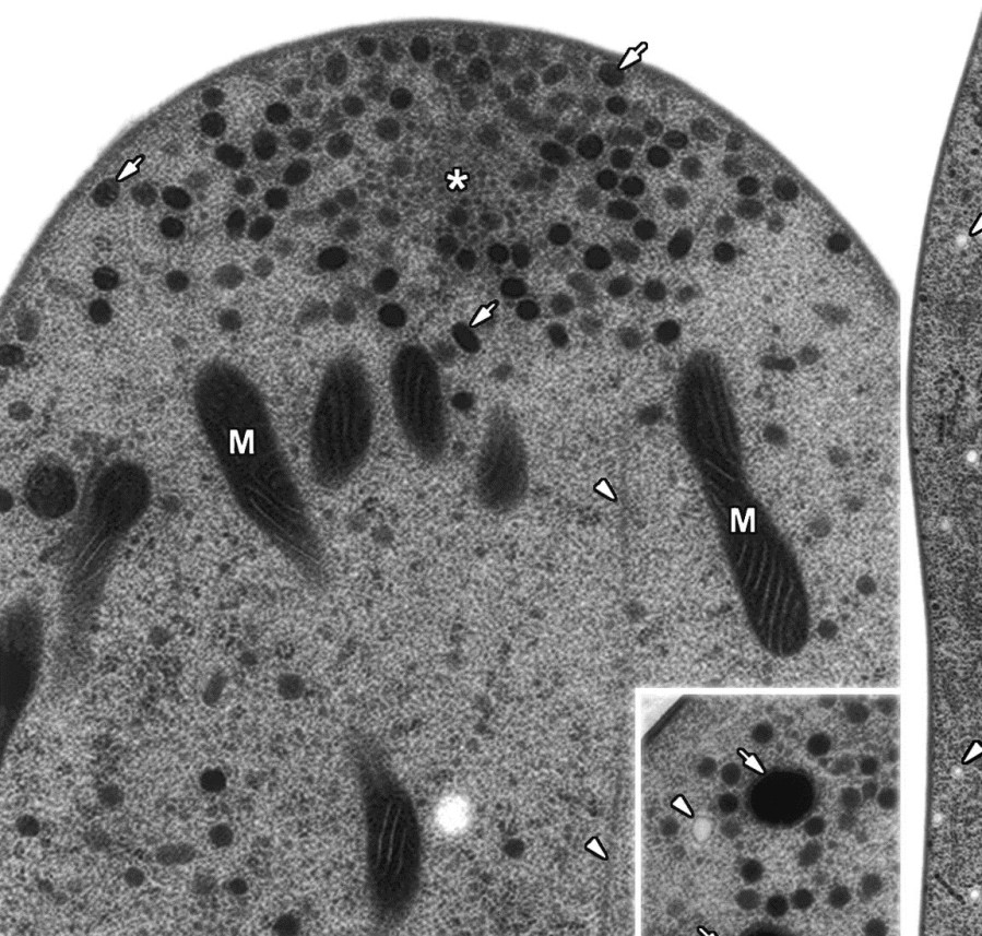 Neurospora crassa – European Conferences on Fungal Genetics